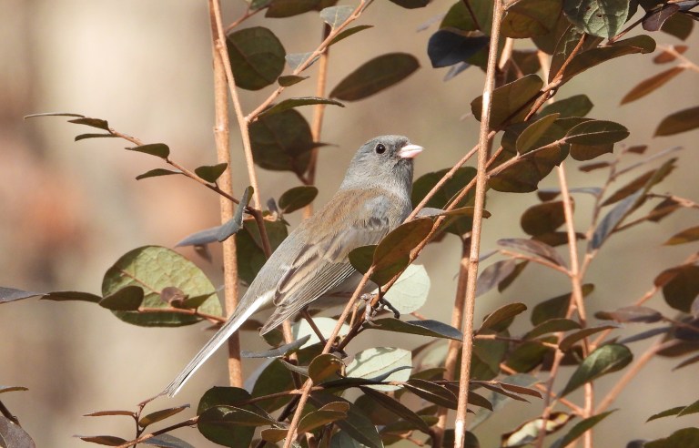 Birds of Winter – The Used Life