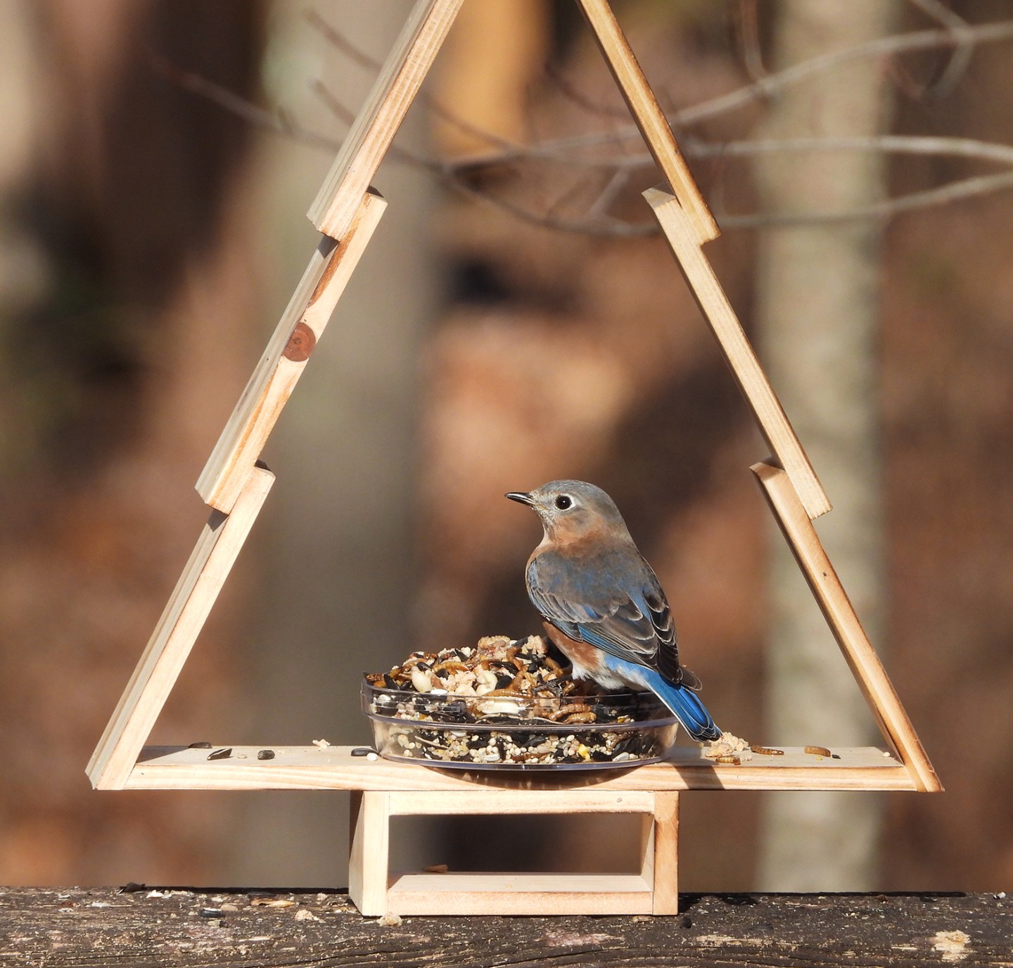 Birds of Winter – The Used Life