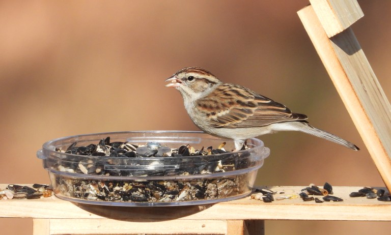 Birds of Winter: From the Feeder (Part II) – The Used Life