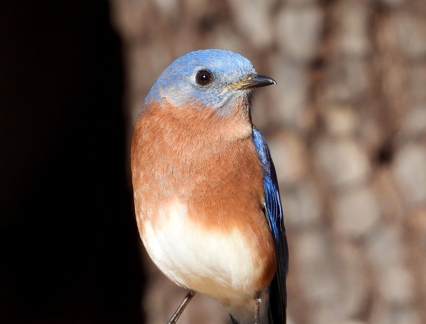 Birds of Winter: From the Feeder (Part II) – The Used Life