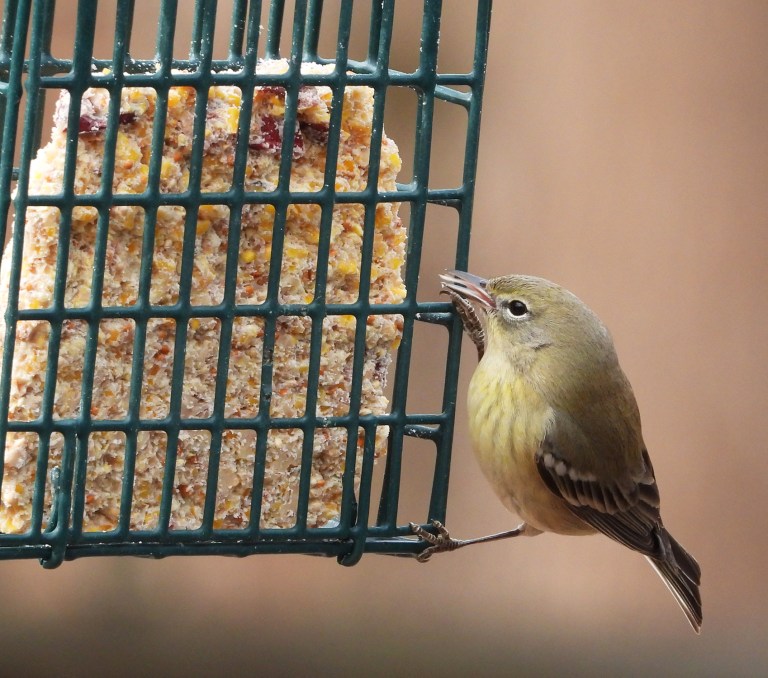 Birds of Winter, Part IV – The Used Life