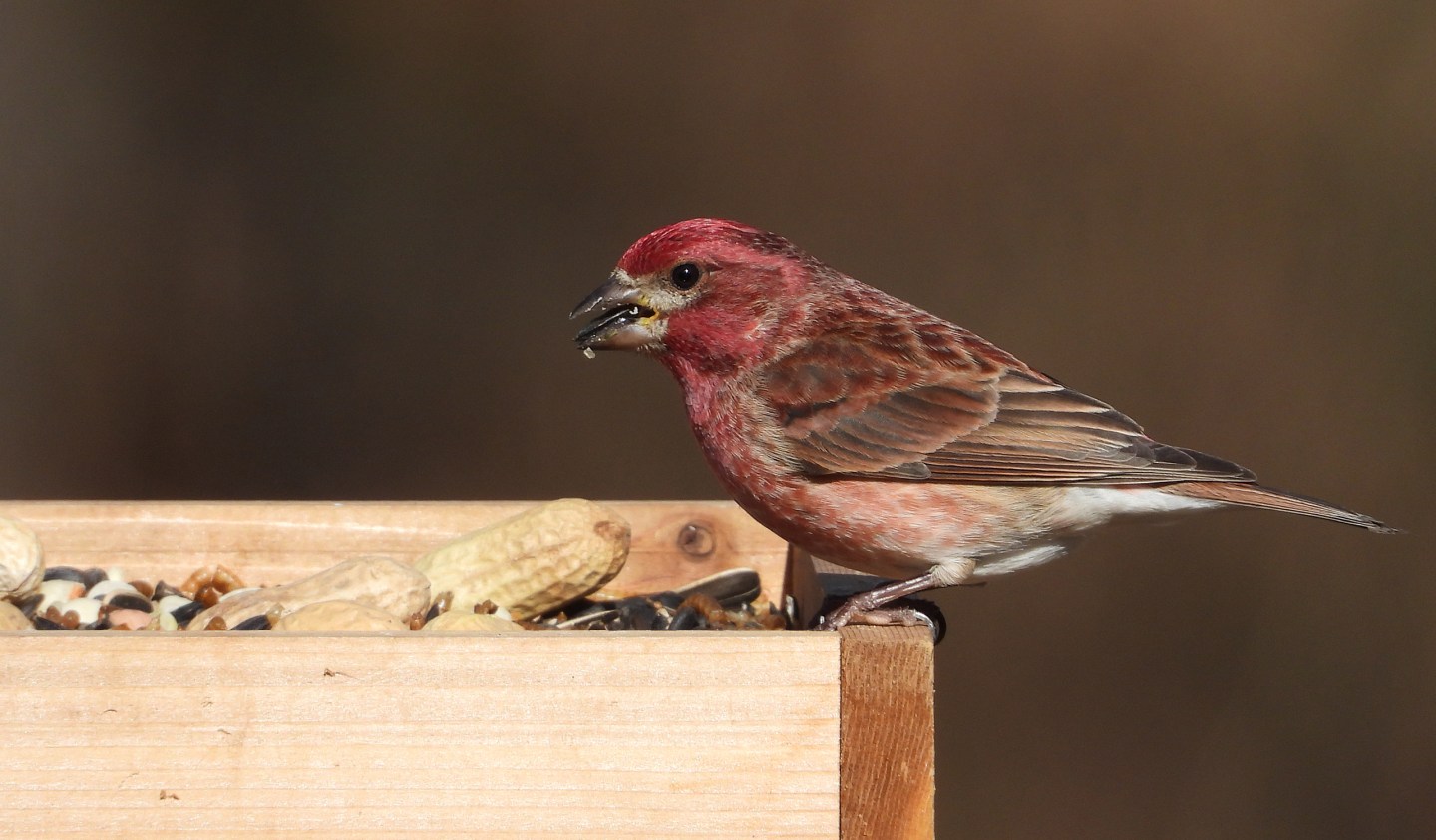 Birds of Winter, Part IV – The Used Life
